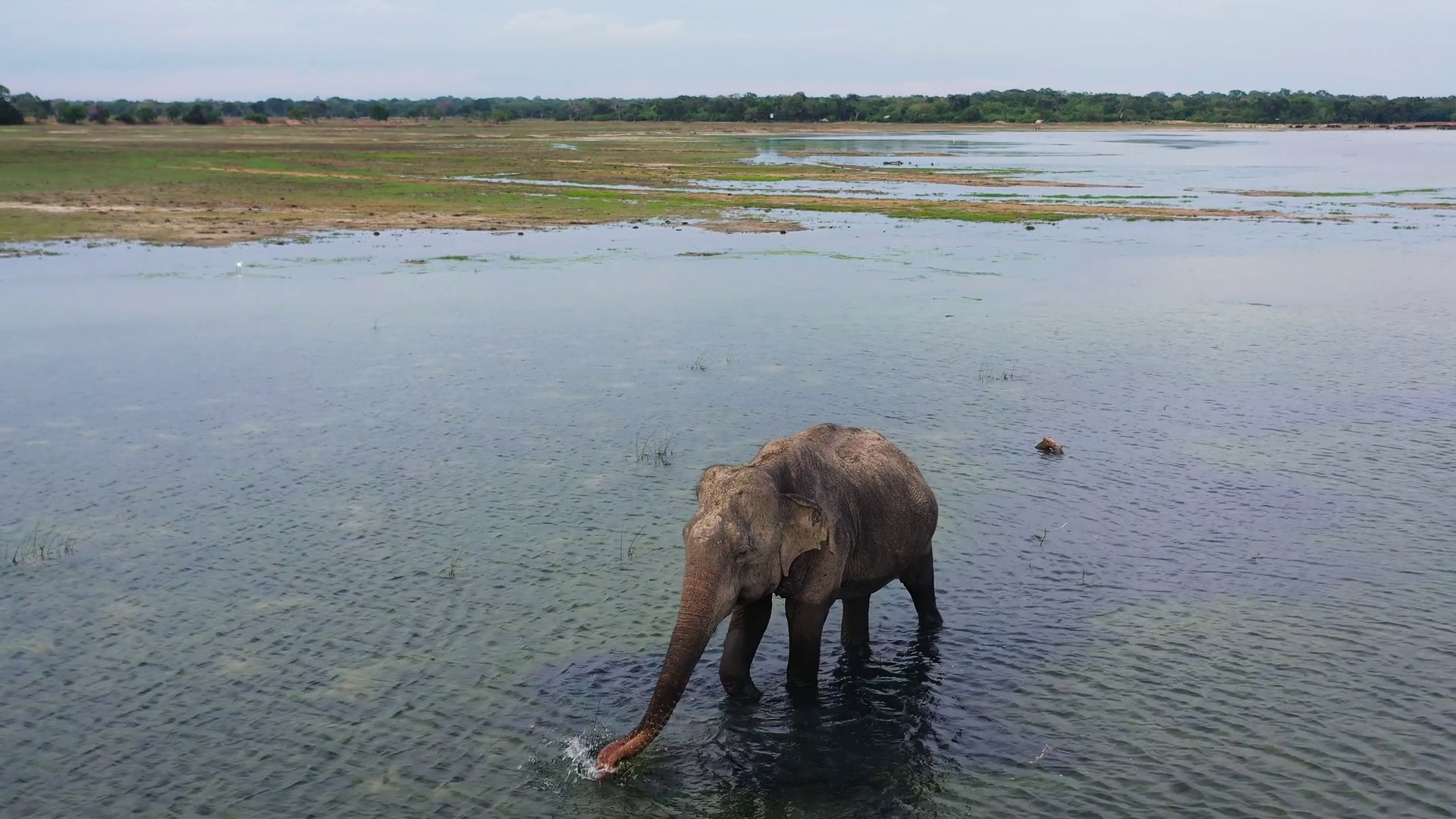 Wild Elephant In Lake In National Park Wild Stock Footage SBV-352751559 ...