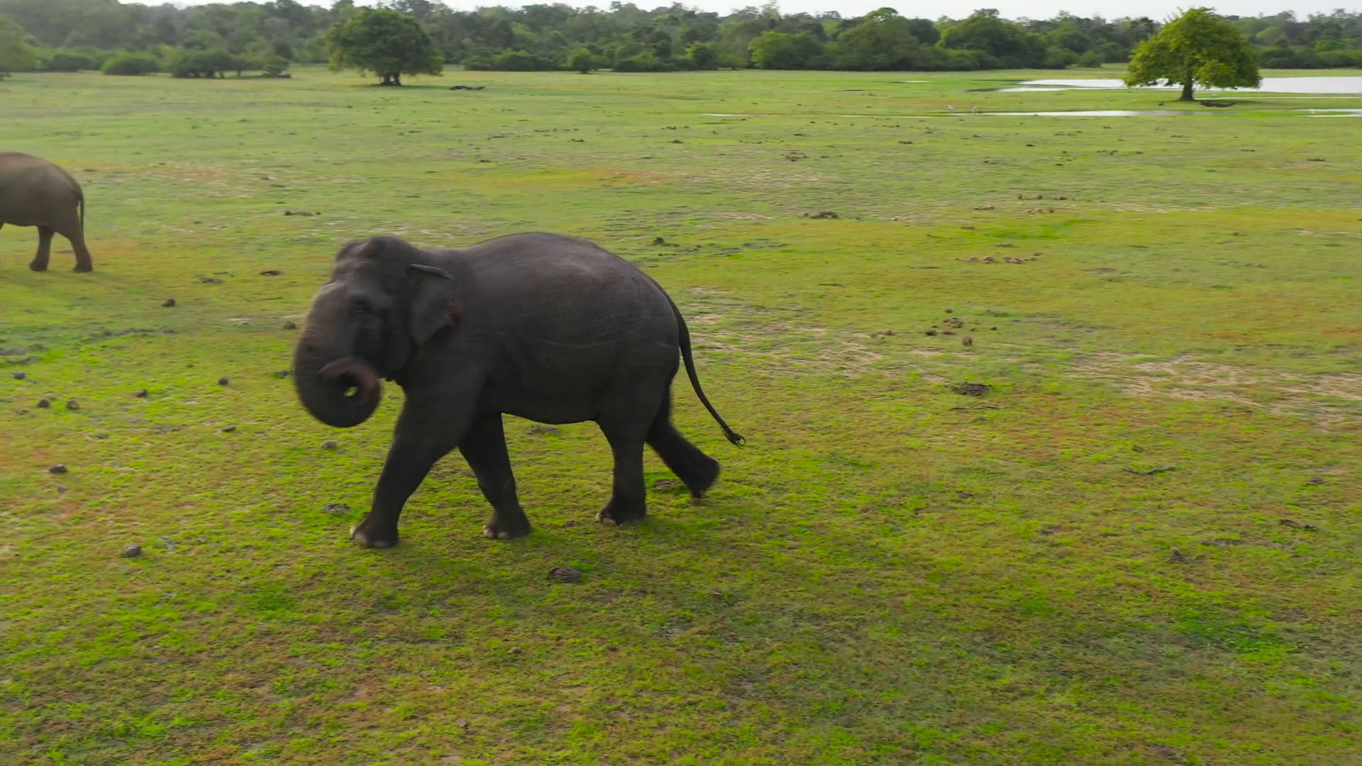 Aerial Drone Of Elephants In National Park Stock Footage SBV-352959511 ...