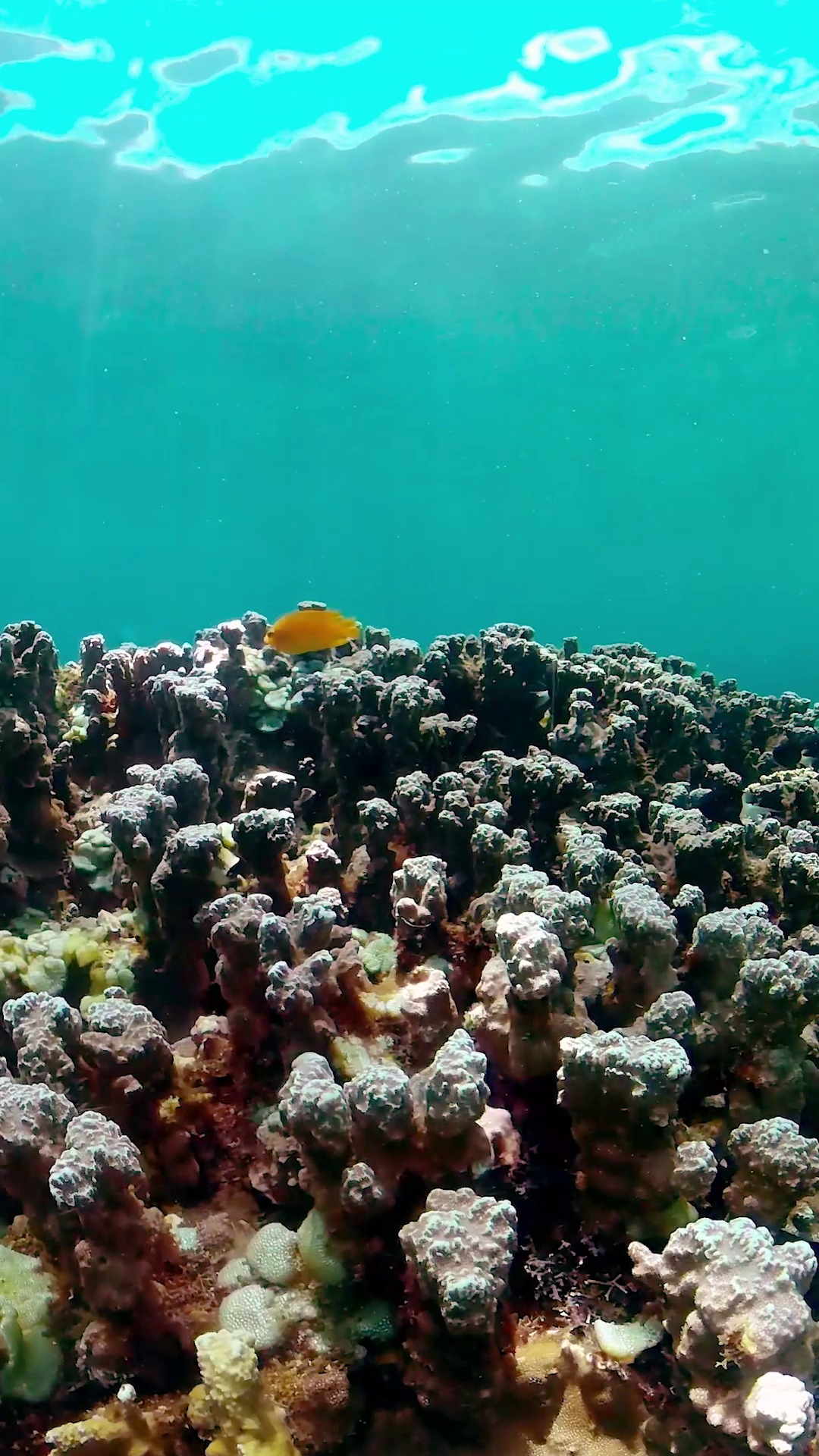 Tropical Coral Reef Fishes Underwater Hard Stock Footage SBV-353223668 ...