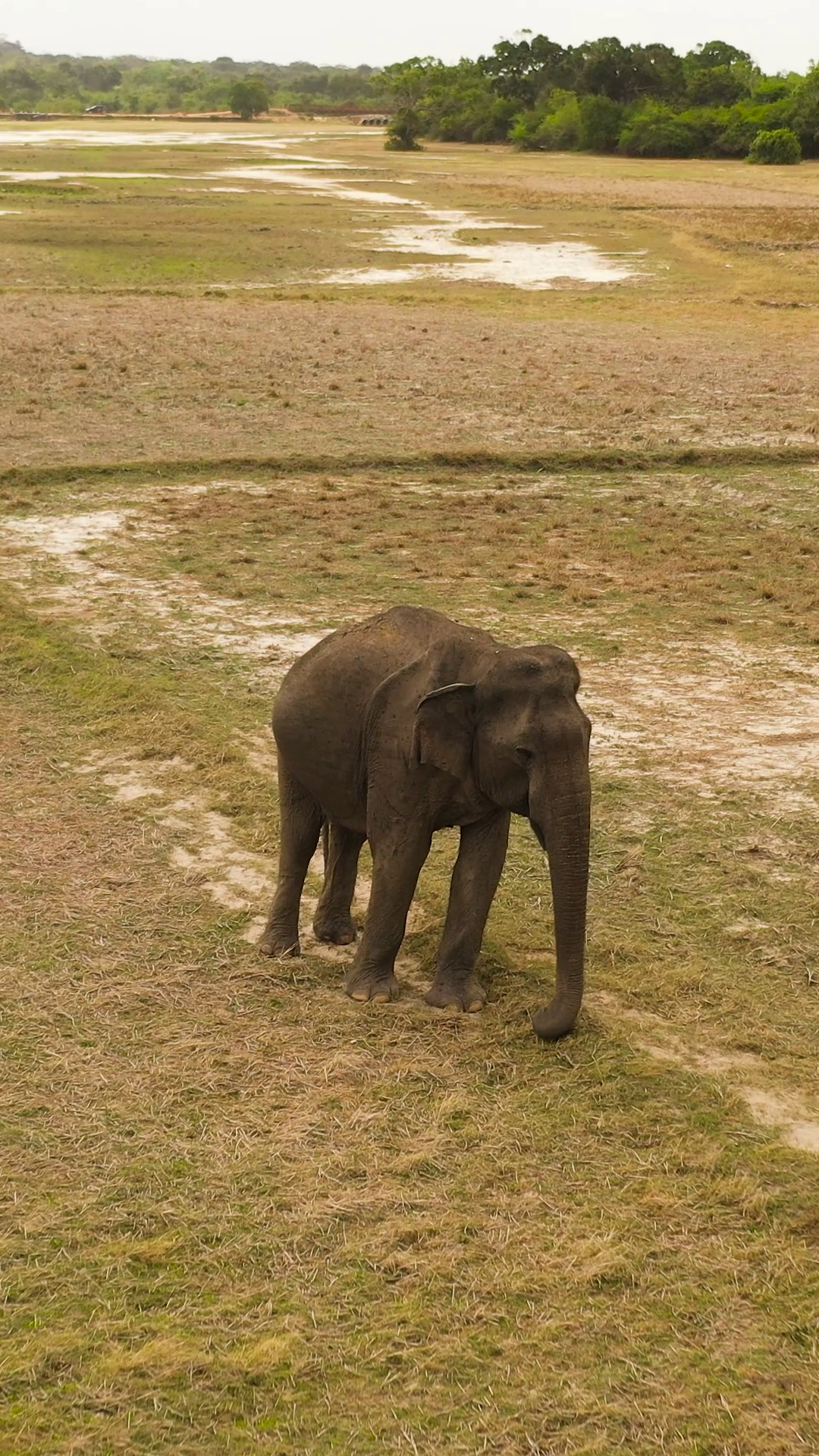 Elephant In Wildlife Reserve Wild Animals Of Stock Footage SBV ...
