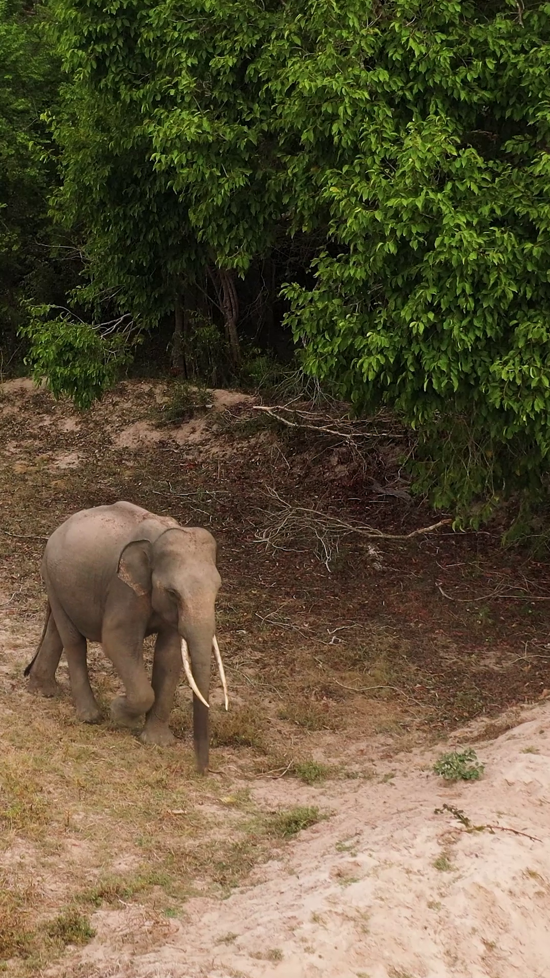 Aerial View Of Elephant In Natural Habitat Stock Footage SBV-353231461 ...
