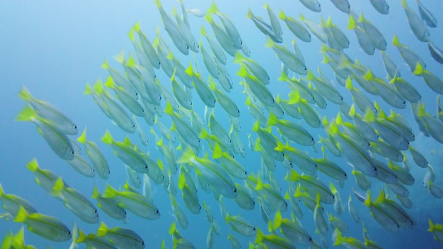 Scuba Fish Stock Footage: Royalty-Free Video Clips - Storyblocks