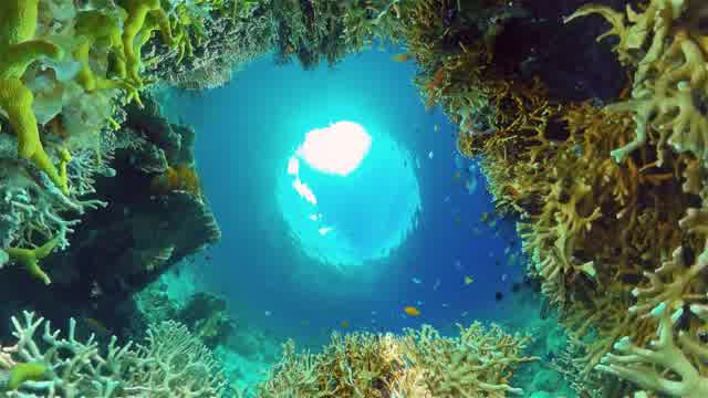 360 Vr Underwater Stock Footage: Royalty-Free Video Clips - Storyblocks