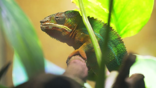 Exotic Pet Care Stock Footage: Royalty-Free Video Clips - Storyblocks
