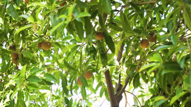 Orange Fruit Falling From Tree Stock Footage: Royalty-Free Video Clips ...