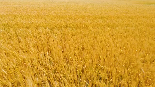 4k Grain Stock Footage: Royalty-Free Video Clips - Storyblocks