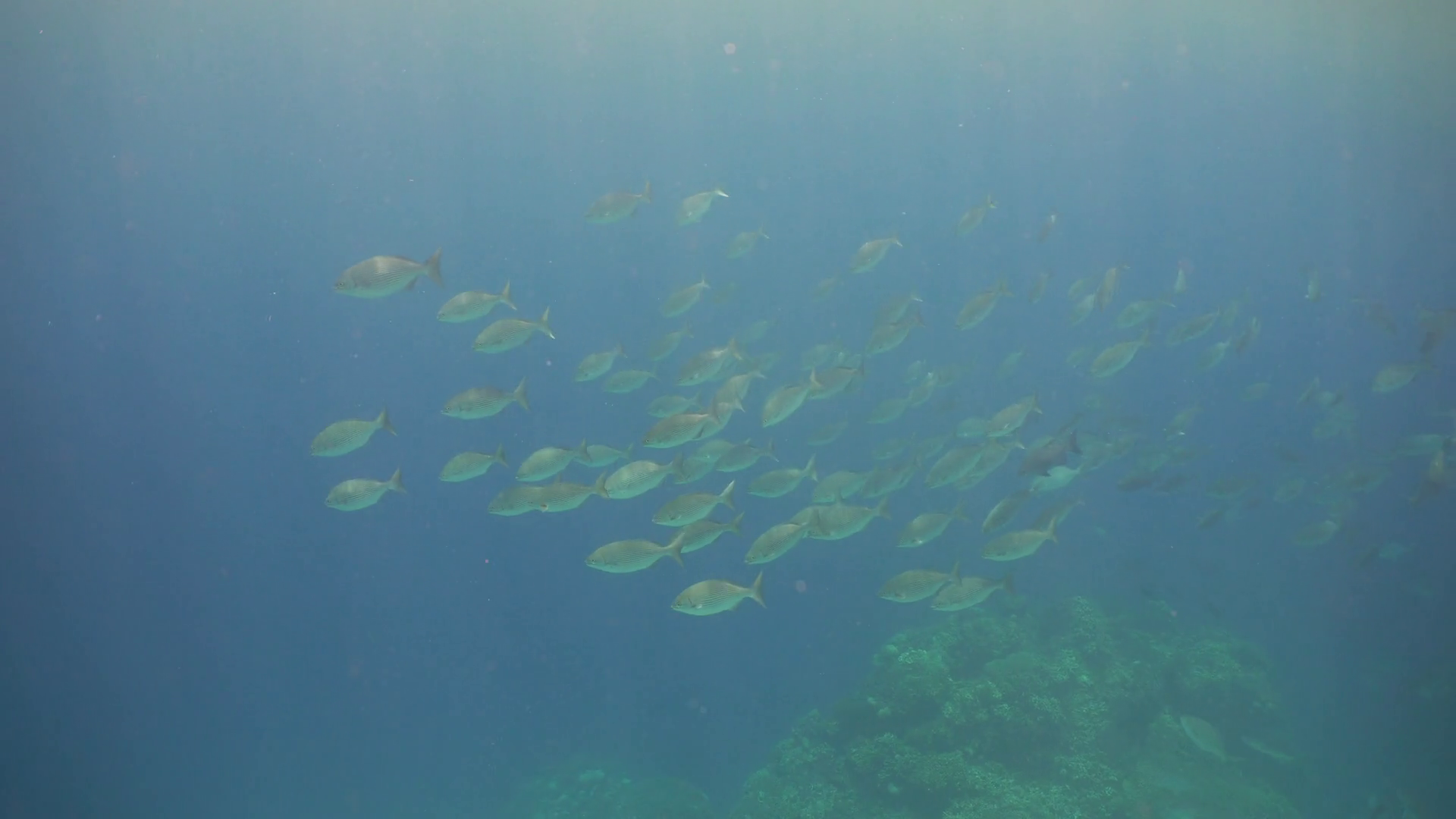 Tropical Fish In Blue Water Wonderful Stock Footage SBV-347538489 ...