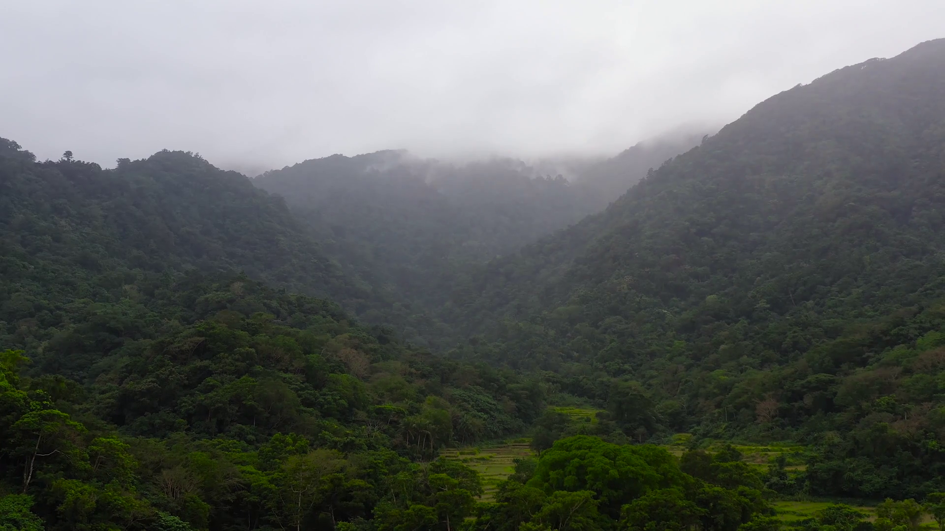 Evergreen Forest In Tropics Tropical Trees Stock Footage SBV-347541010 ...
