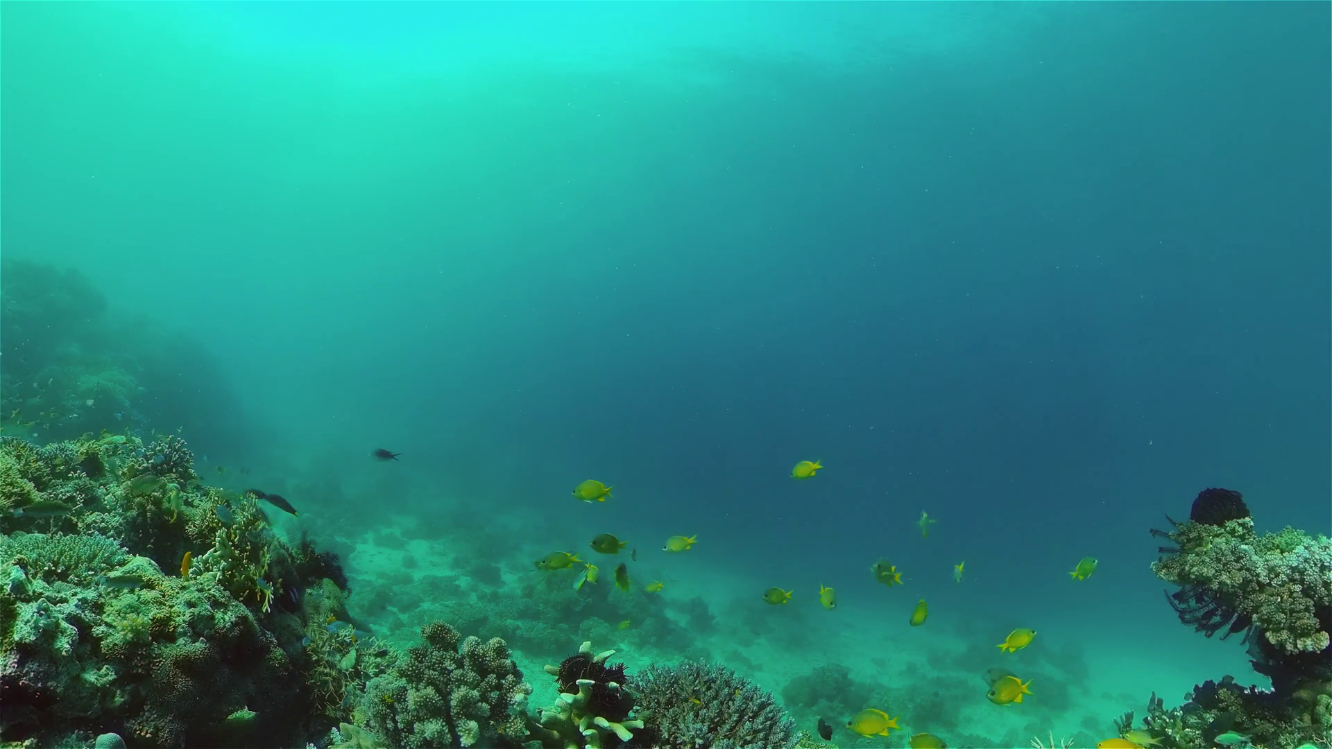 Underwater Sea Fish Tropical Fishes Coral Stock Footage SBV-347635067 ...