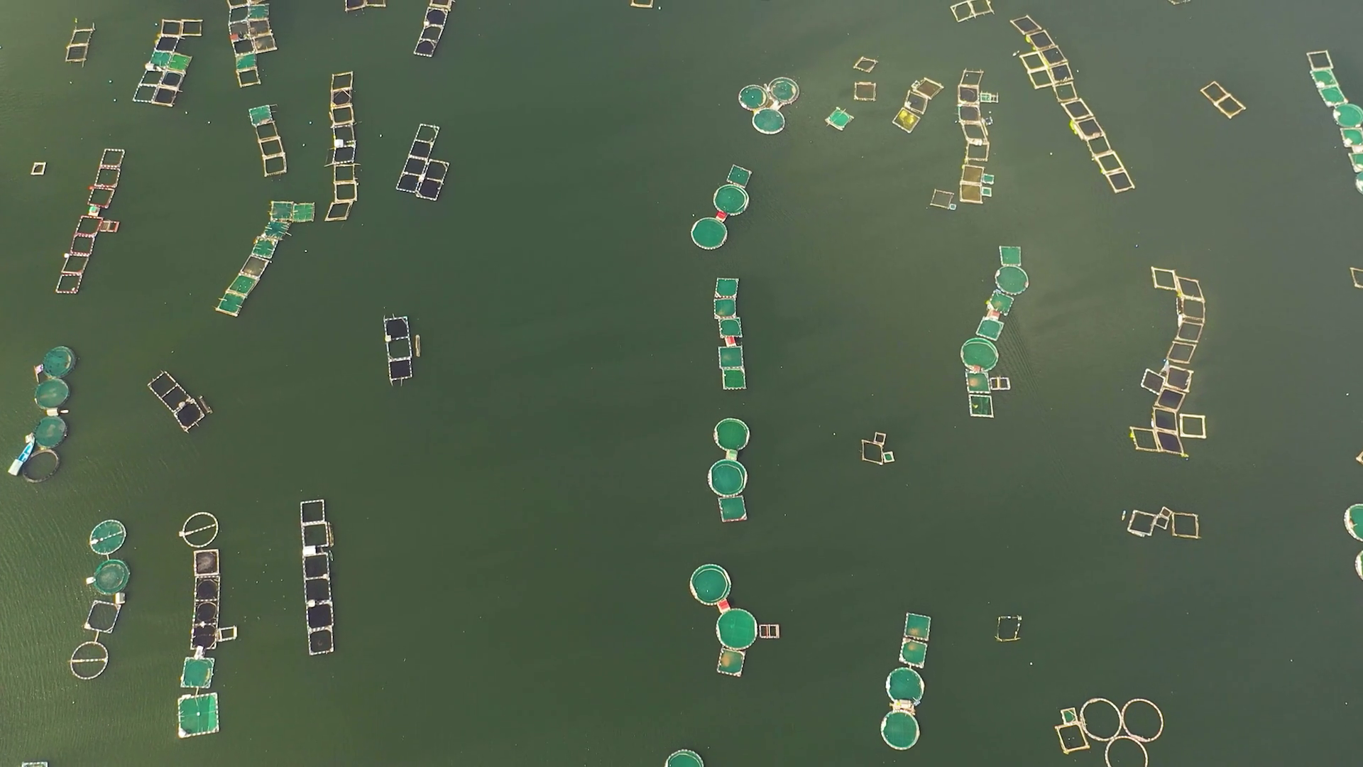 Fish Ponds Bangus Milkfish Farming Stock Footage SBV-347703649 ...