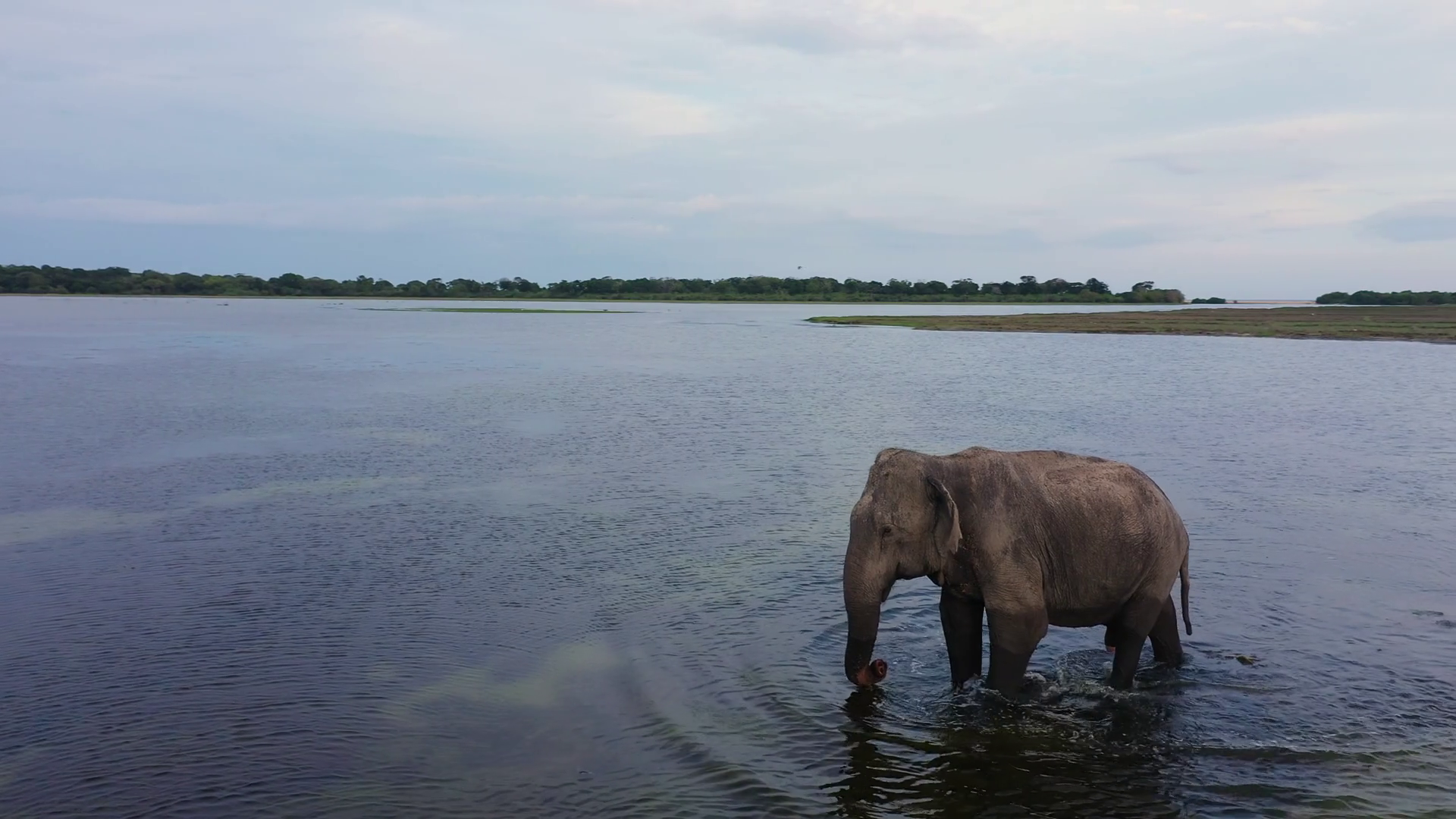 Aerial Drone Of Elephant In Natural Habitat Stock Footage SBV-347710767 ...