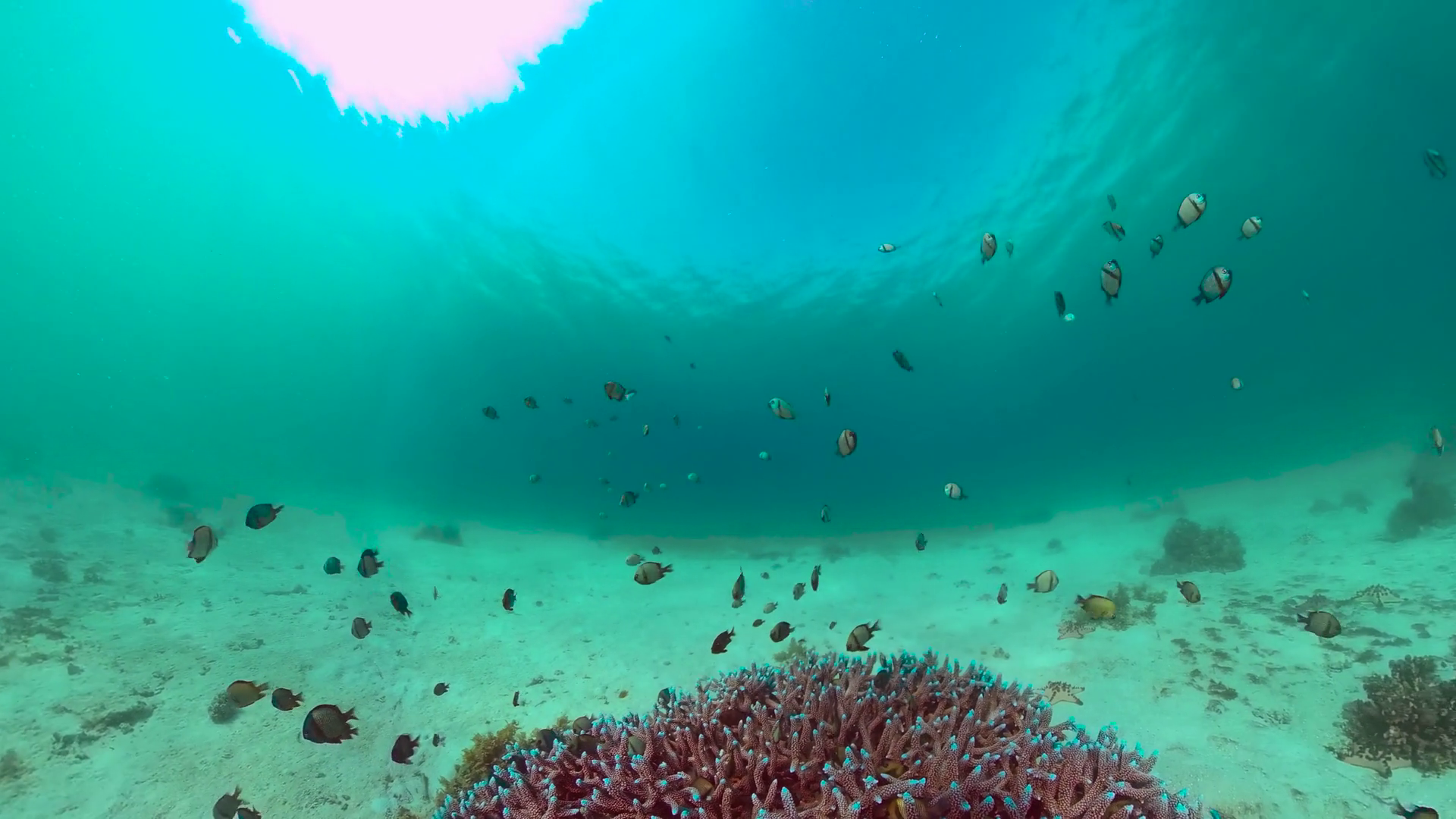 Tropical Fishes Coral Reef Underwater Hard Stock Footage SBV-347737370 ...