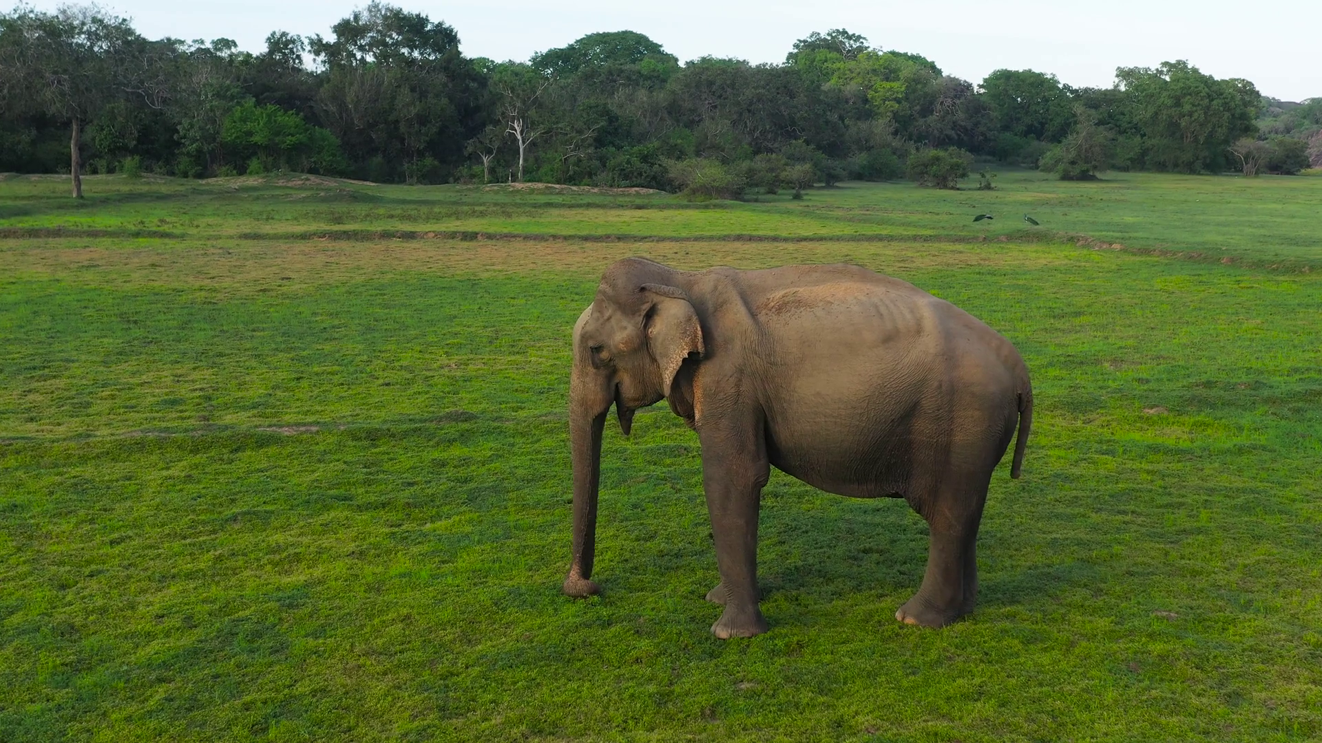Aerial View Of Elephant In Wild Elephant In Stock Footage SBV-348854387 ...