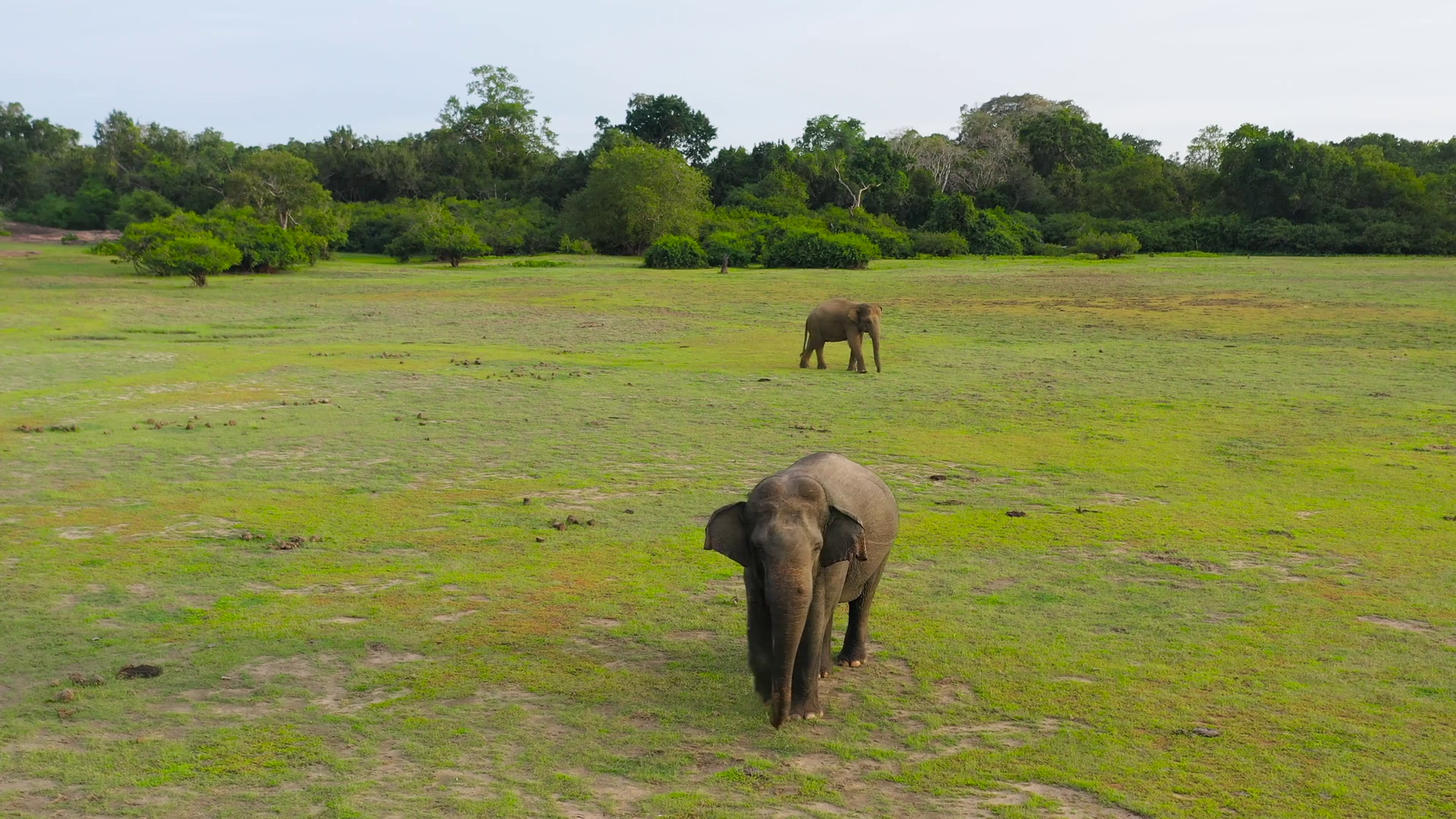 Aerial View Of Elephant Baby Elephant In Stock Footage SBV-348915883 ...