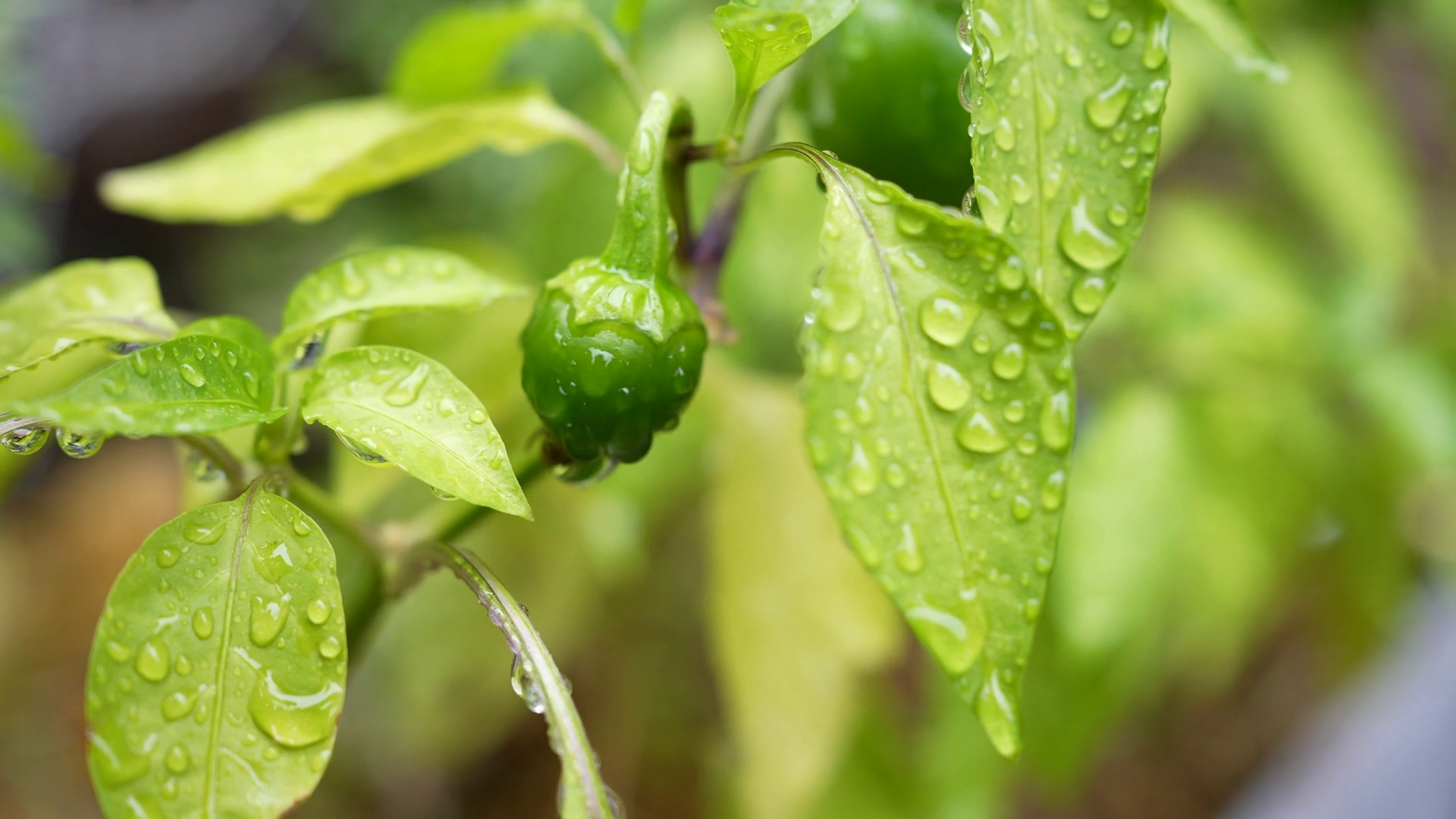 Close Up Pepper Plant In Garden With Water Stock Footage SBV-348515429 ...