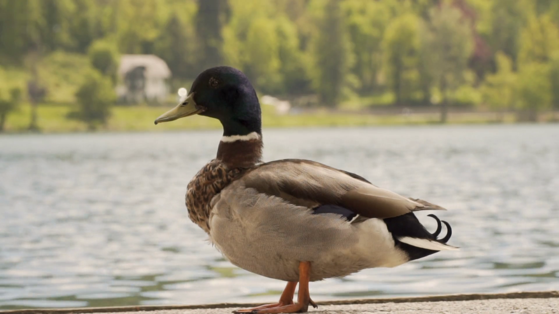Duck Walking Out Of Frame In Slow Motion Stock Footage SBV-335730382 ...