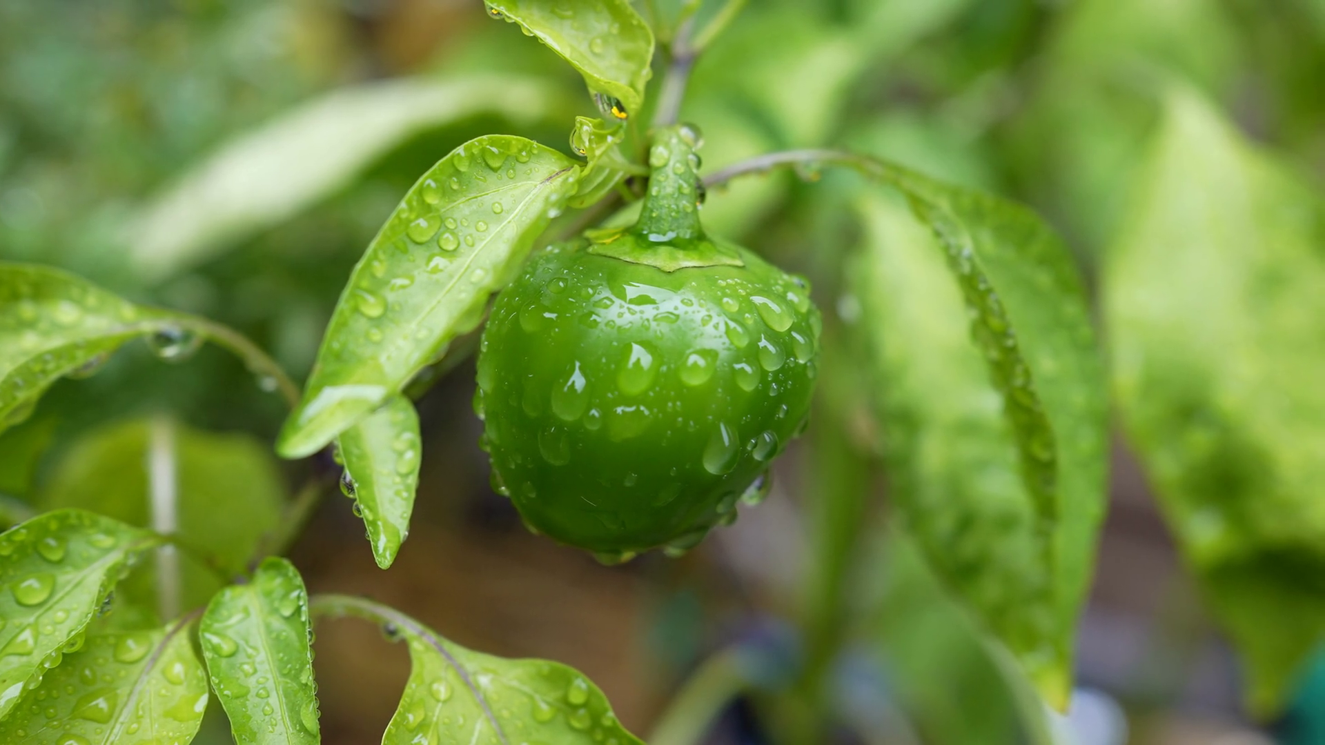 Green Pepper Plant In Garden With Water Stock Footage SBV-348515457 ...