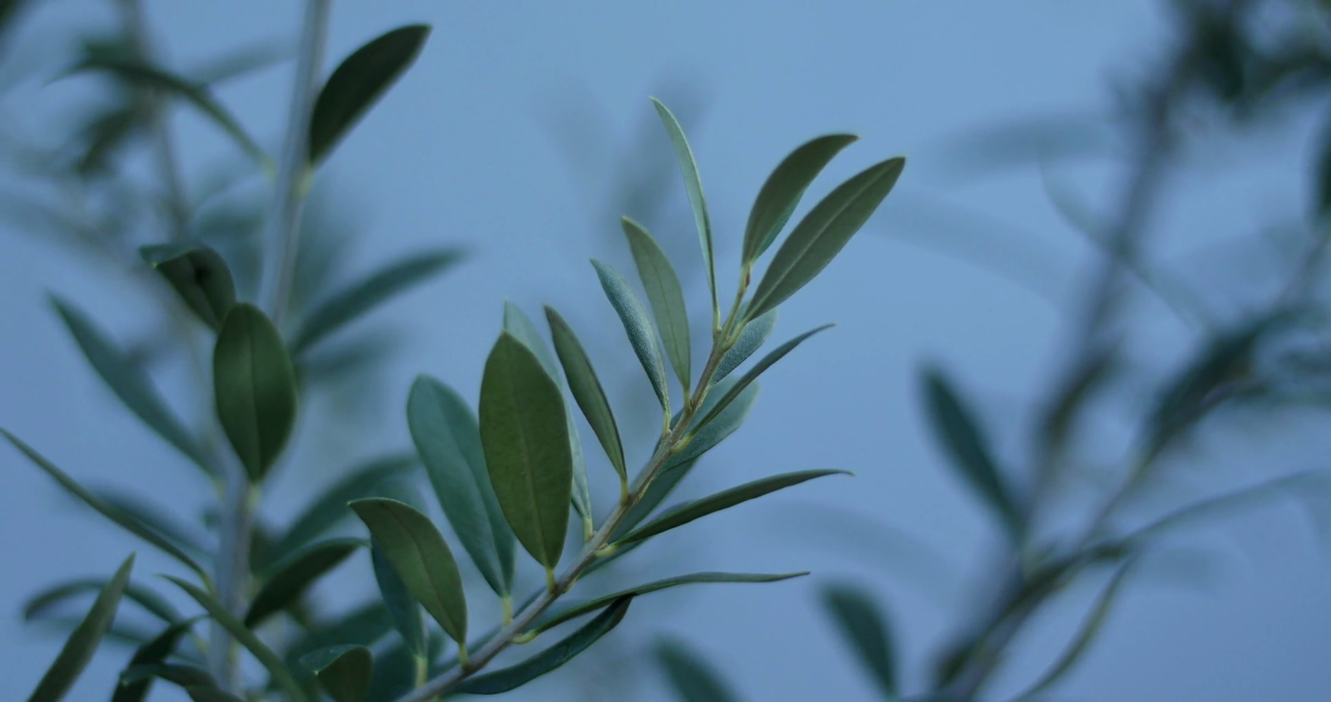Olive Trees Leaves Close Up Stock Footage SBV-347405319 - Storyblocks