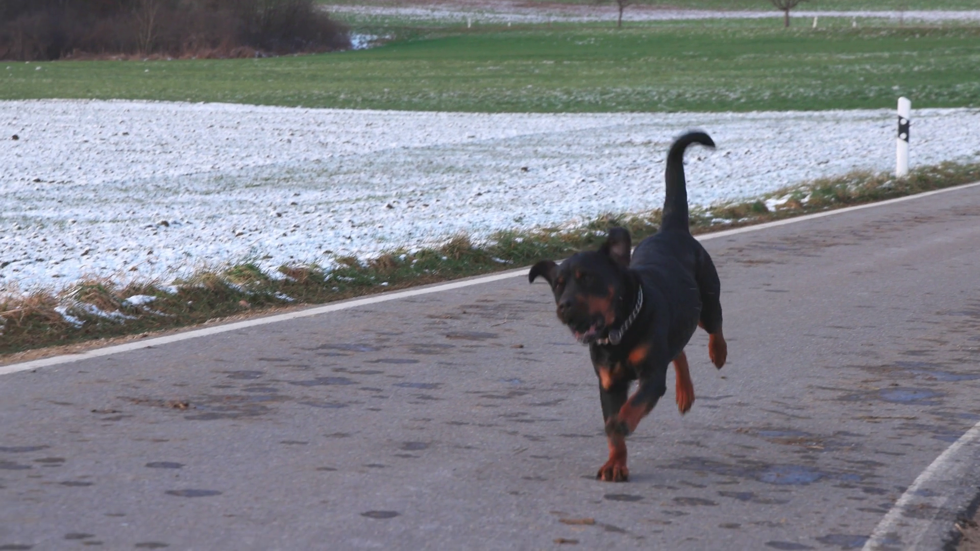 Rottweiler Plays With Owner Carries Ball To Stock Footage SBV-352754957 ...