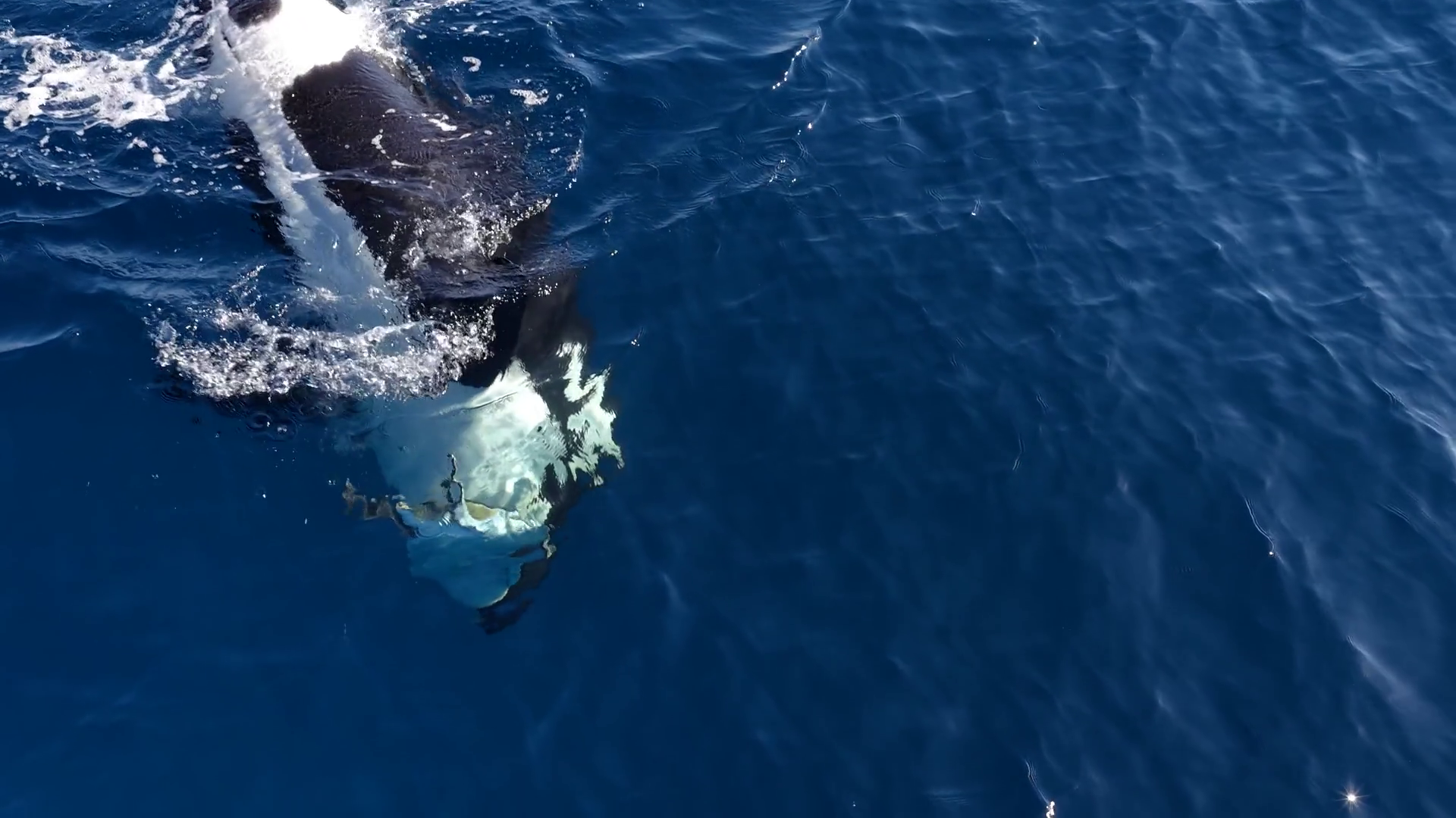 Aerial View Of Orca In Ocean Mexico Stock Footage SBV-352614519 ...