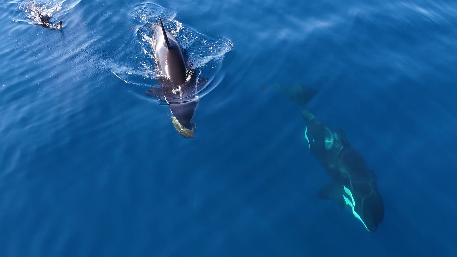 Aerial View Of Orcas In Ocean Mexico Stock Footage SBV-352614521 ...