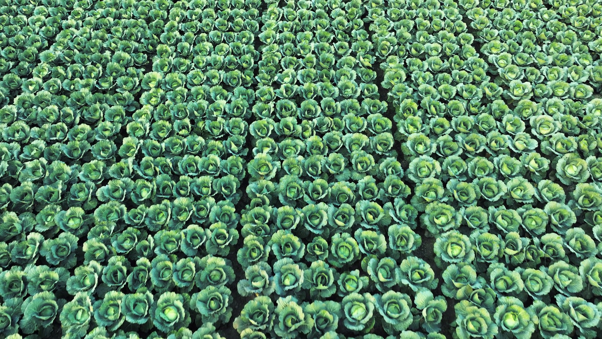 Aerial View Of Cabbage Field Bangladesh Stock Footage SBV-352661466 ...