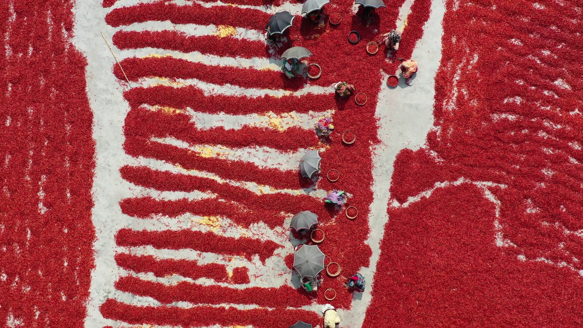 Aerial View Of Chili Peppers Drying Stock Footage SBV-352692476 ...
