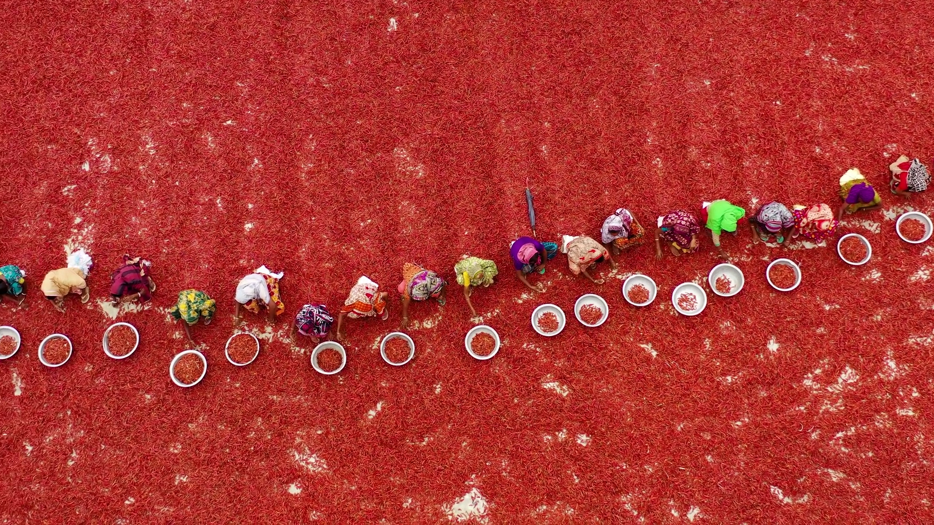 Aerial View Of Chili Pepper Harvest Stock Footage SBV-352692551 ...