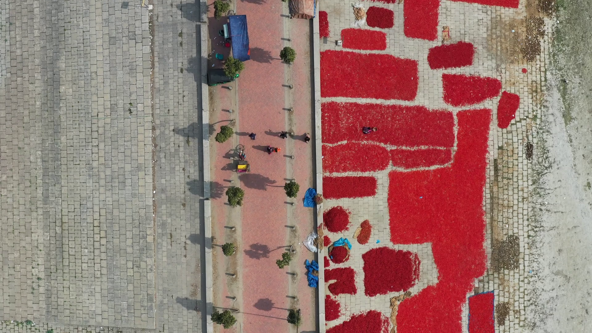 Aerial View Of Chili Peppers Drying Stock Footage SBV-352692367 ...