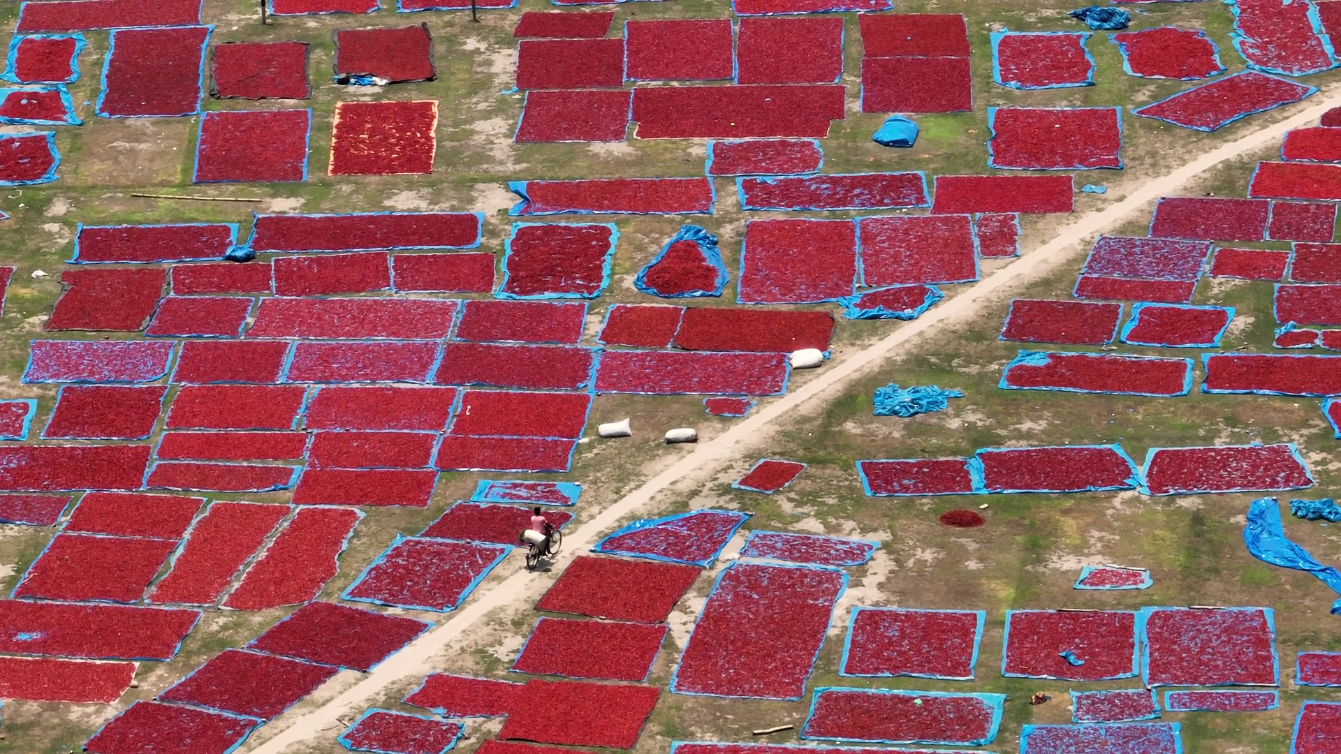 Aerial View Of Chili Peppers Drying Stock Footage SBV-352692347 ...