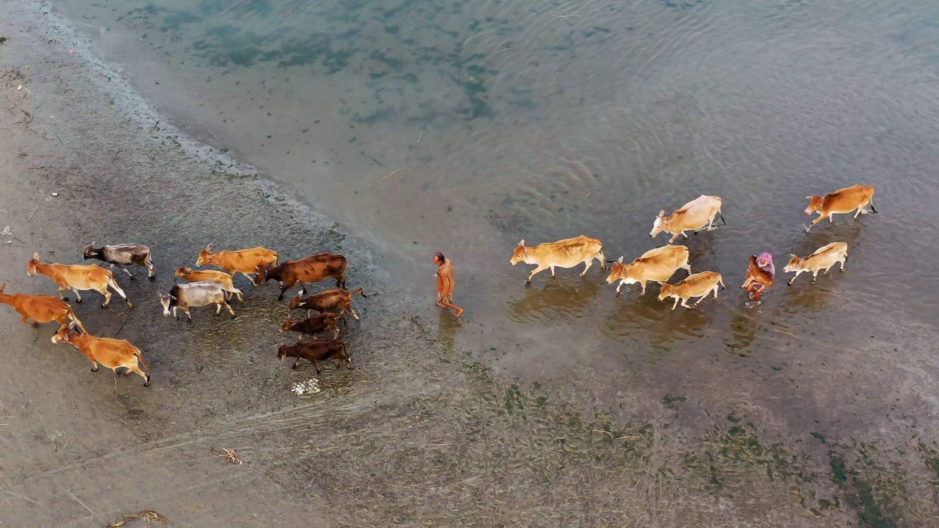 Aerial View Of Cows In Shallow Water Stock Footage SBV-352690033 ...