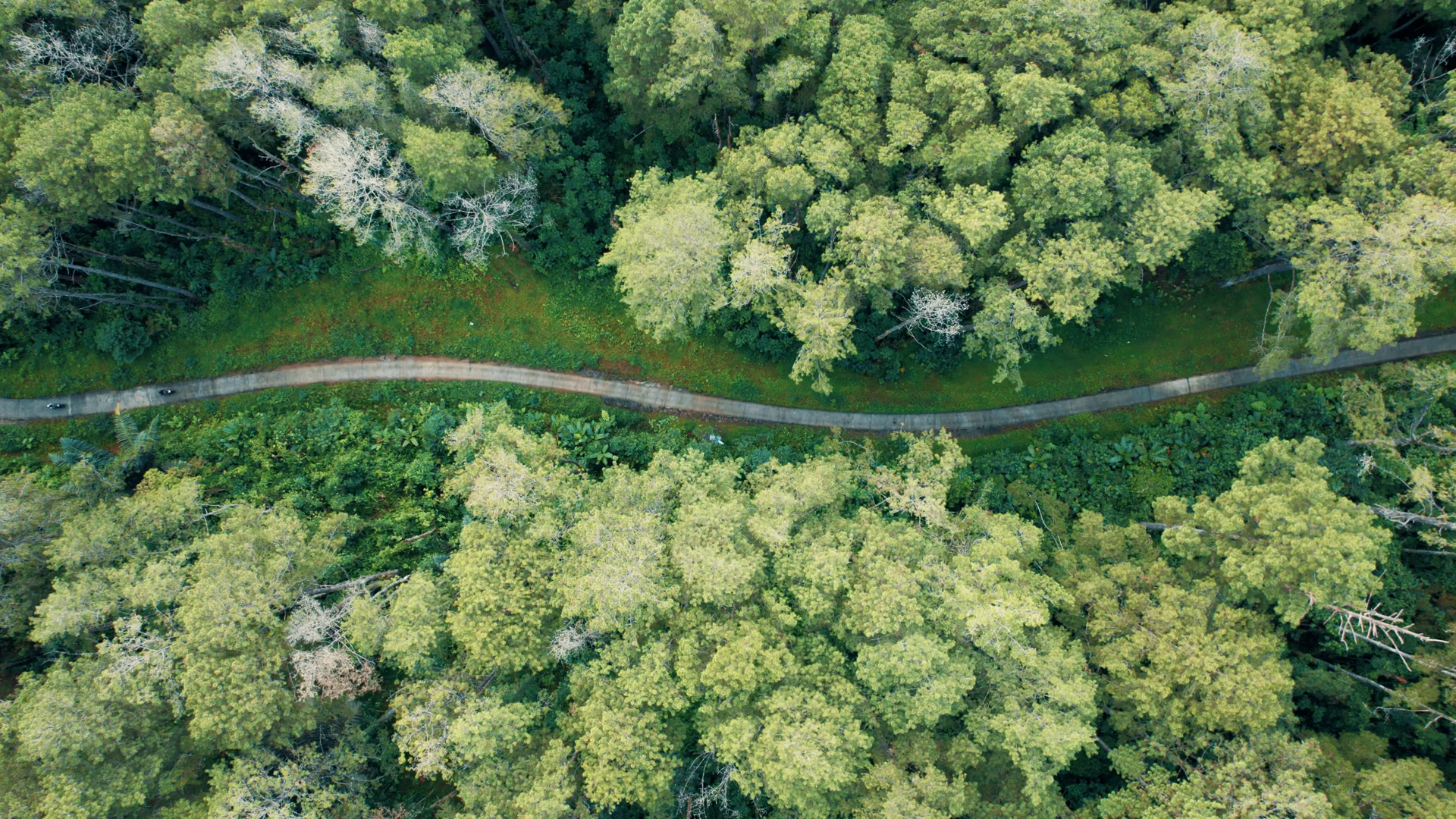Aerial View Of Light Grey Path Cutting Stock Footage SBV-353012545 ...