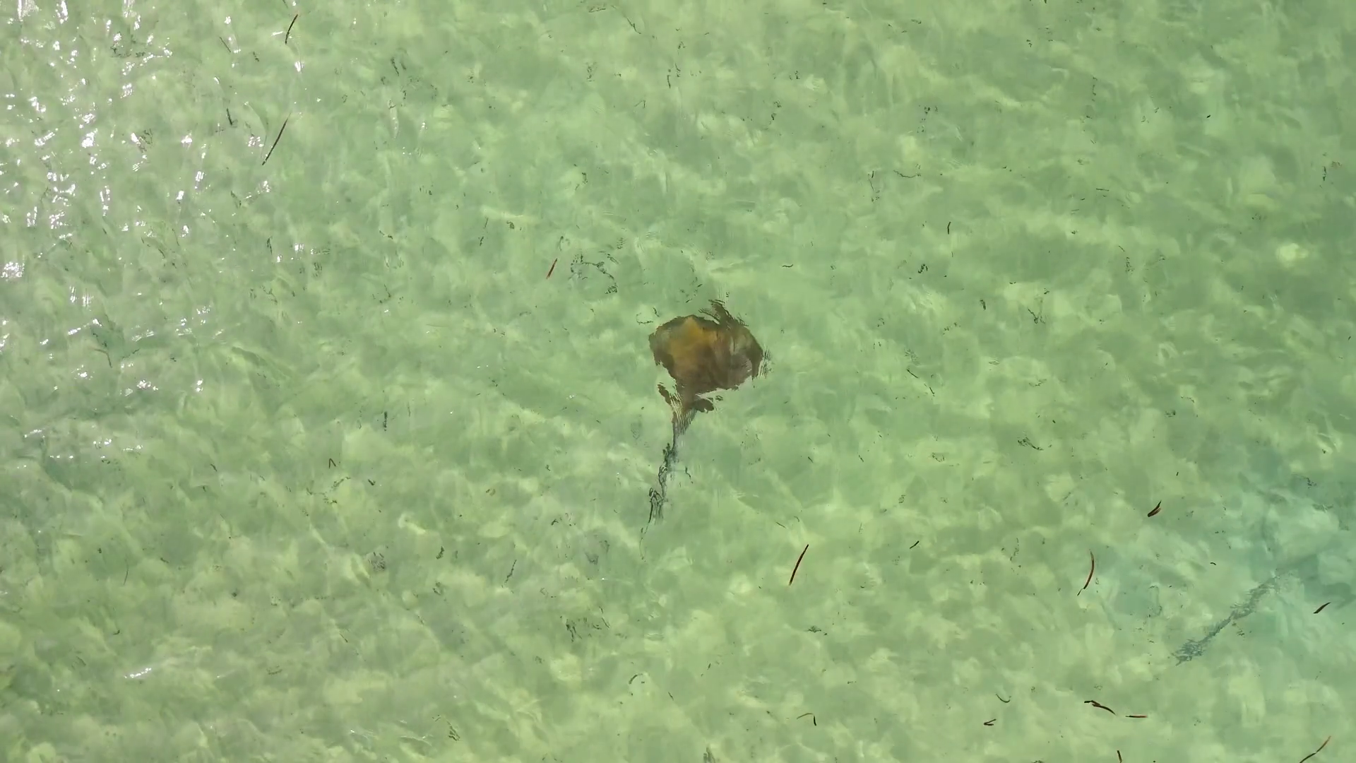 Aerial View Of Stingrays In Clear Water Of Stock Footage SBV-351765120 ...