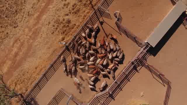 Cattle Fair Stock Footage: Royalty-Free Video Clips - Storyblocks