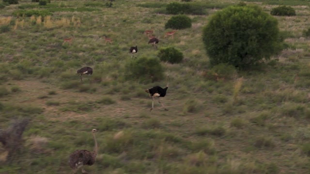 Wild Animals Run Stock Footage: Royalty-Free Video Clips - Storyblocks