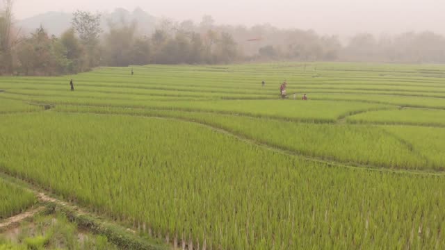 Paddy Fields Stock Footage: Royalty-Free Video Clips - Storyblocks