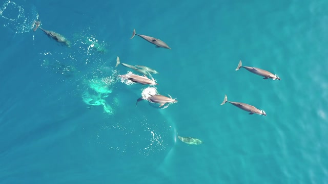 Dolphins Swimming Fast Stock Footage: Royalty-Free Video Clips ...