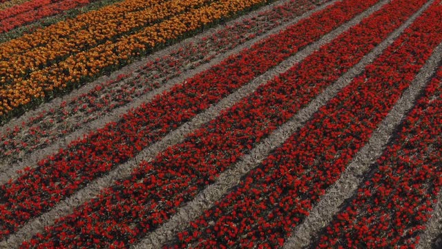 Tomato Field Sun Stock Footage: Royalty-Free Video Clips - Storyblocks