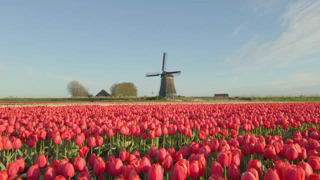 Netherlands Culture Stock Footage: Royalty-Free Video Clips - Storyblocks