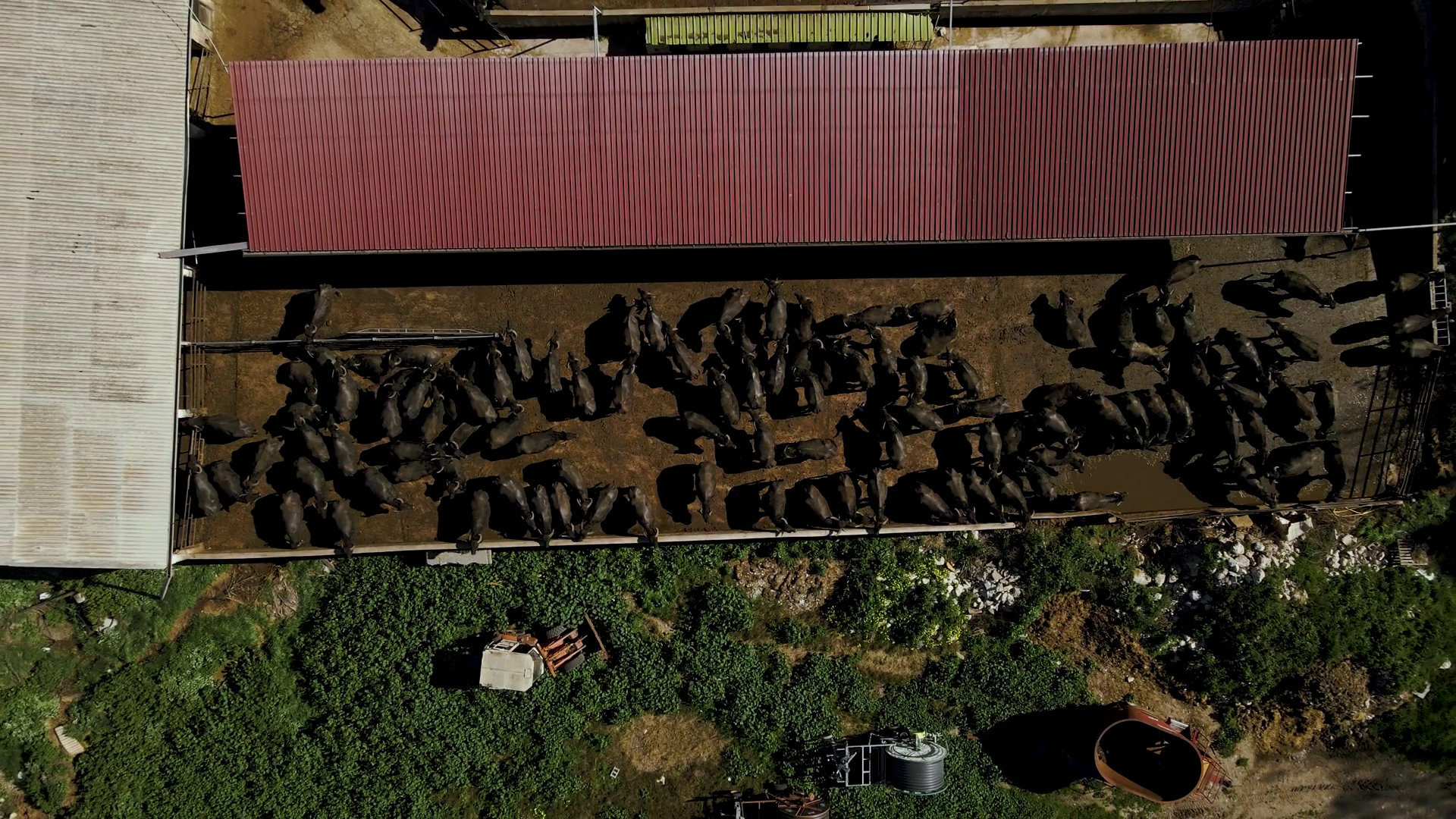 Aerial View Of Buffalo Breeding Farm In Stock Footage SBV-347530775 ...
