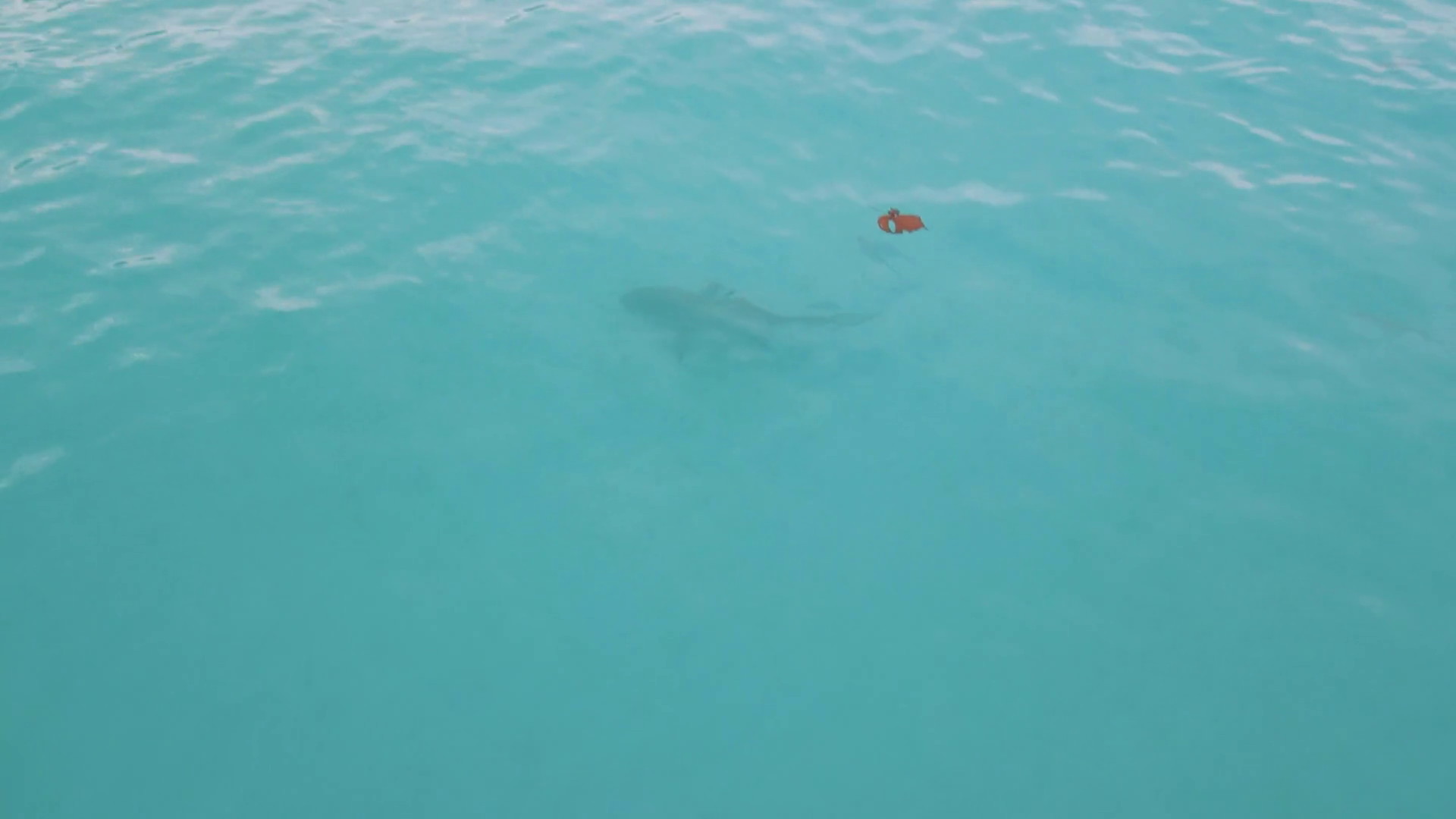 Aerial View Of Black Tip Reef Shark Stock Footage SBV-347783976 ...