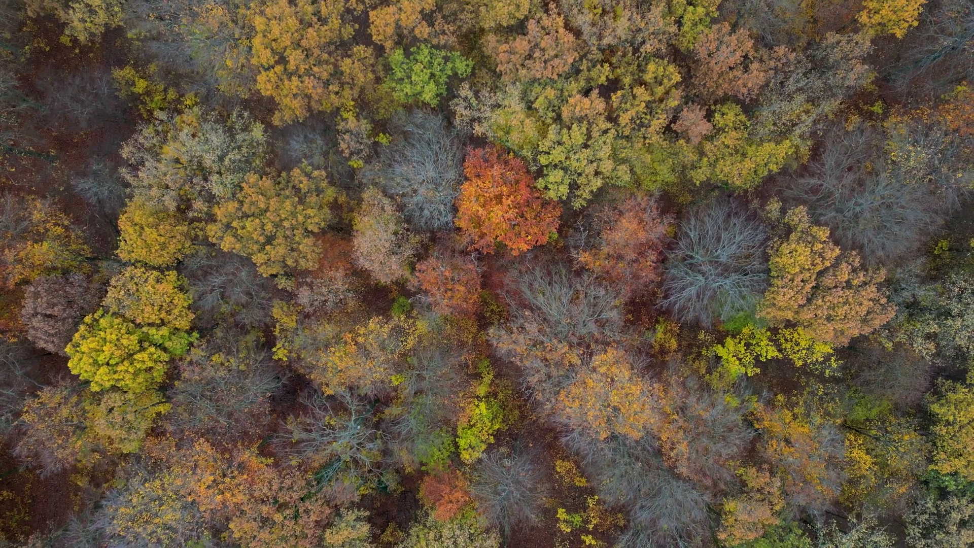Aerial View Of Vibrant Autumn Forest With Stock Footage SBV-351766846 ...