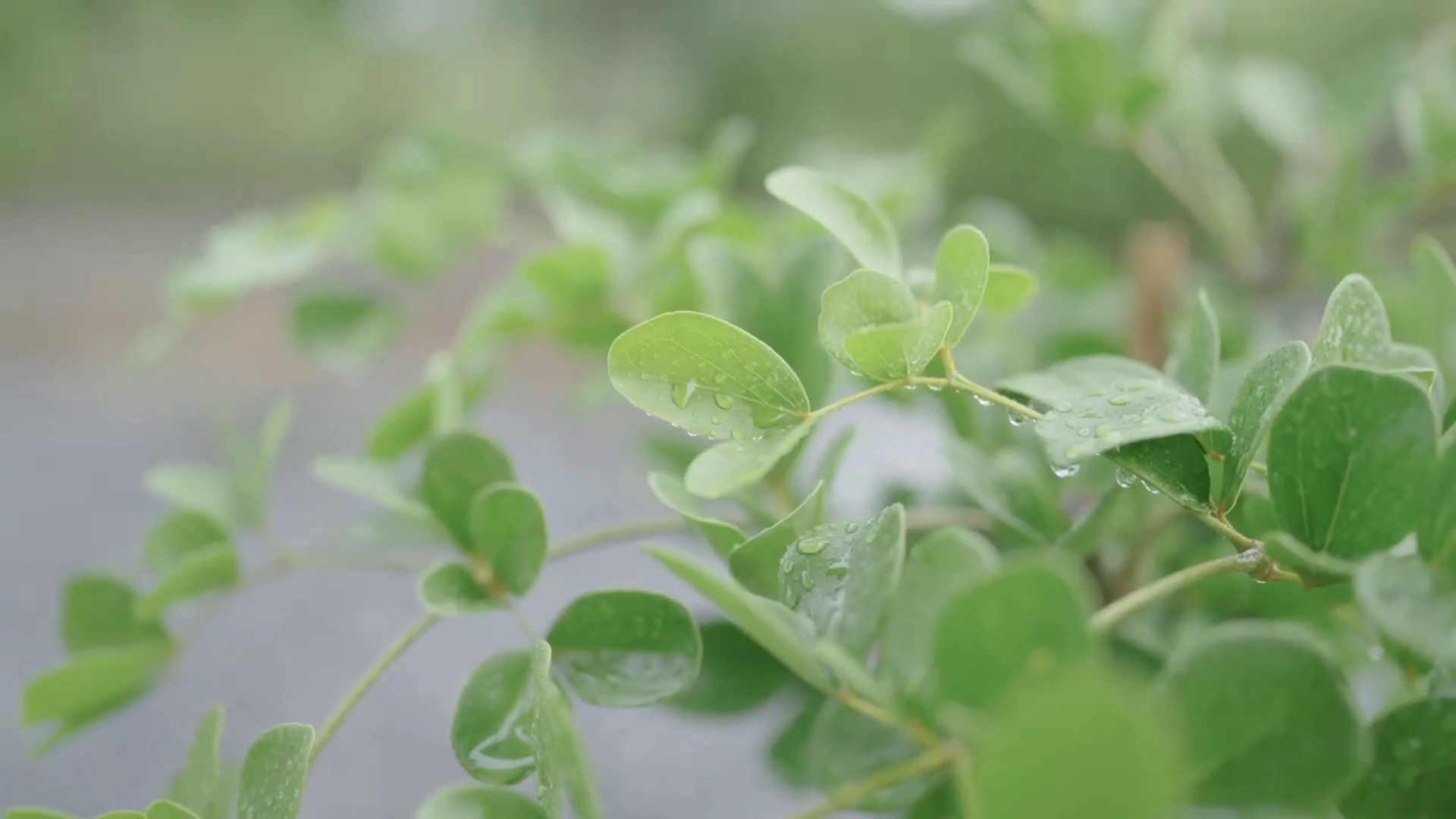 Alpha Branches Leaves Sway Slowly In Gentle Stock Footage SBV-348541278 ...