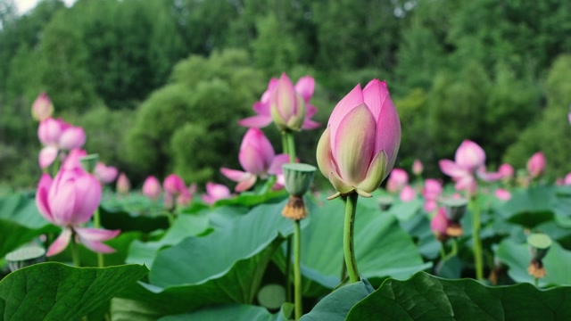 Lotus Flower Opening Stock Footage: Royalty-Free Video Clips - Storyblocks