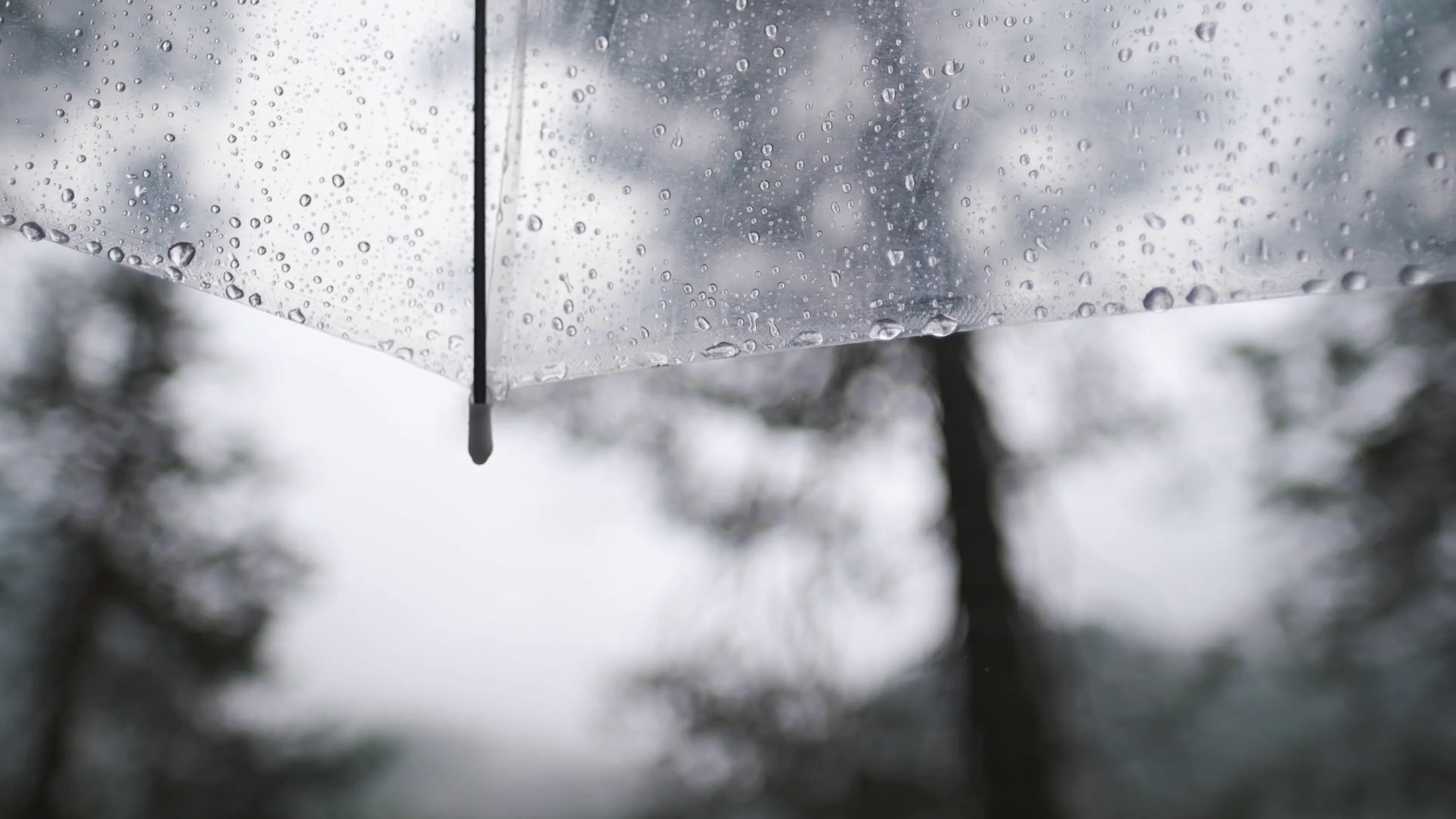 Drops Of Rain Flow Down Transparent Umbrella Stock Footage SBV ...