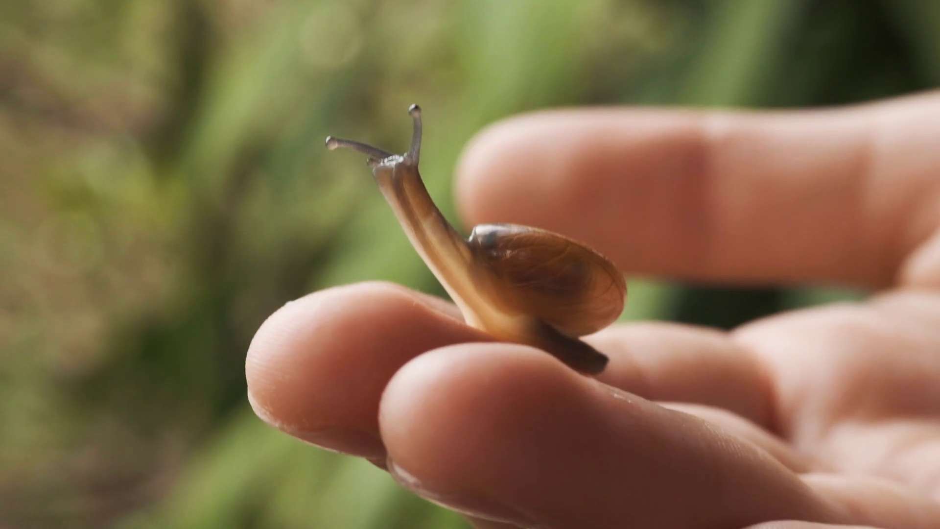Hands Holding Snail Close-up Macro Stock Footage SBV-338071684 ...