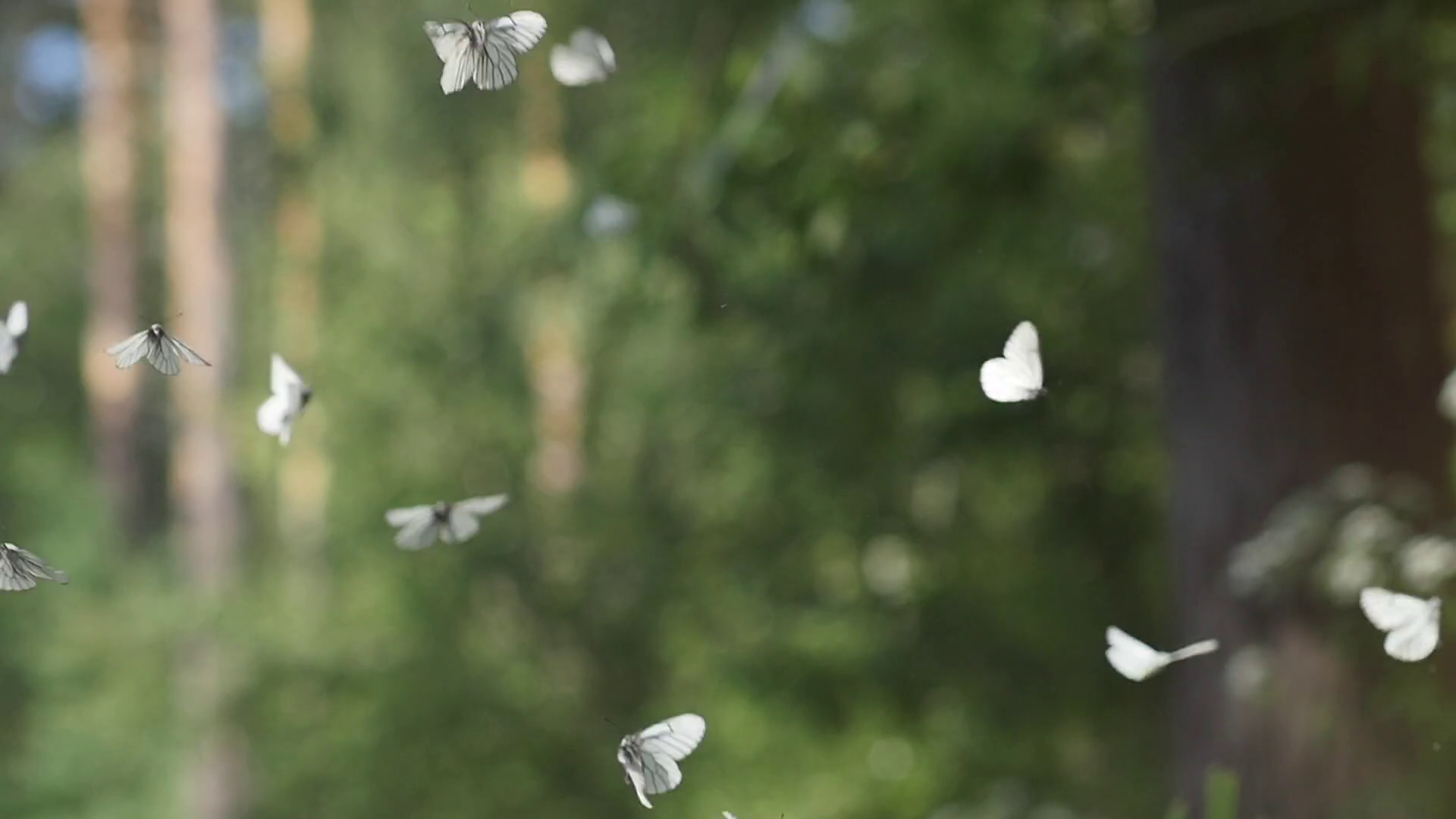 Many White Butterflies Slow Motion Stock Footage SBV-316295315 ...