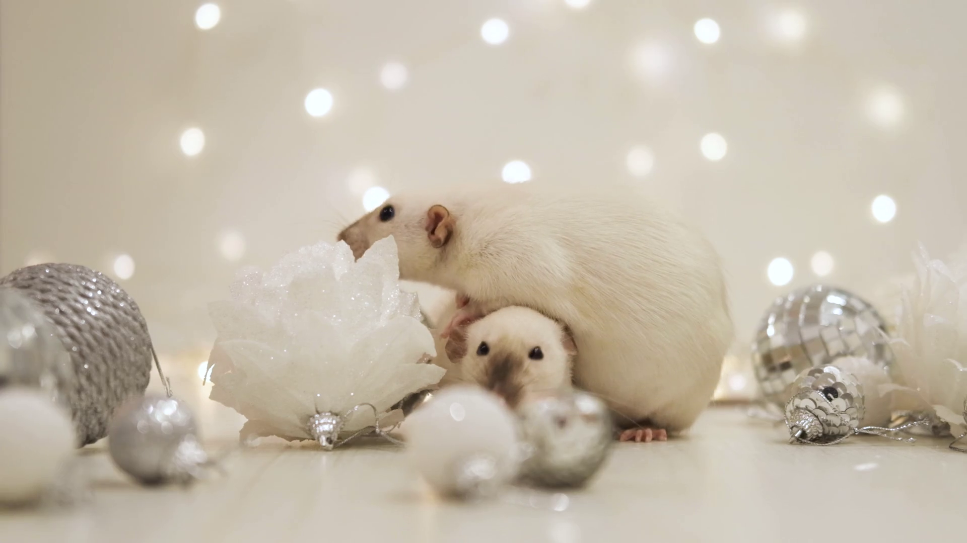 Symbol Of 2020 Two Cute Little White Rats Stock Footage SBV-337927813 ...