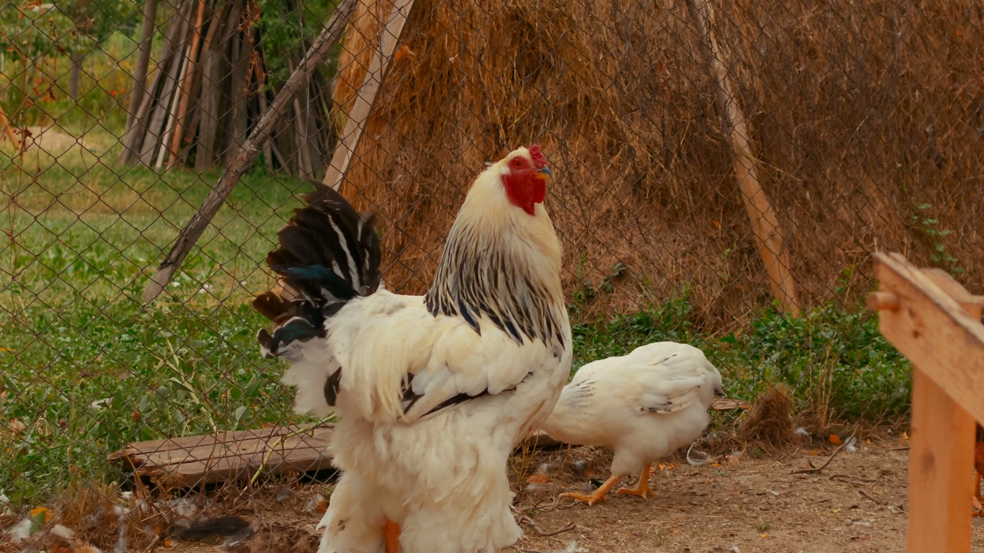Large Free Range Brahma Chicken Rooster Stock Footage SBV-352569532 ...