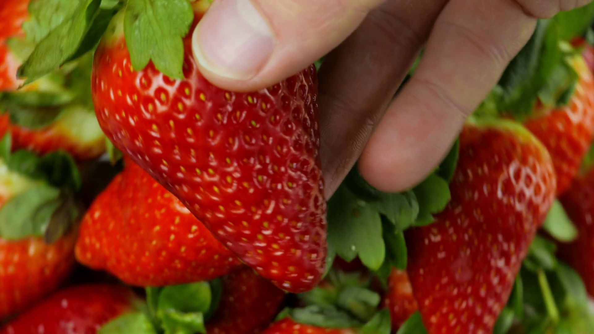 Male Inspects Large Strawberry Set Of Fresh Stock Footage SBV-352694733 ...